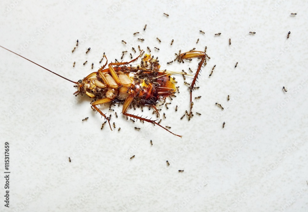Dead cockroach eaten by ants. Stock Photo | Adobe Stock