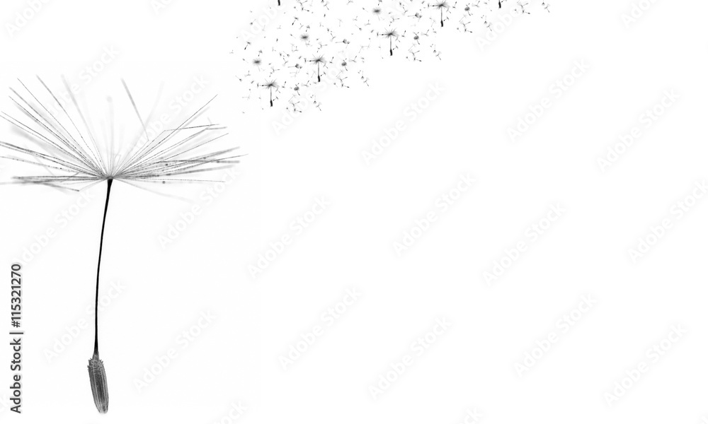 Dandelion Blowing Drawing Transparent
