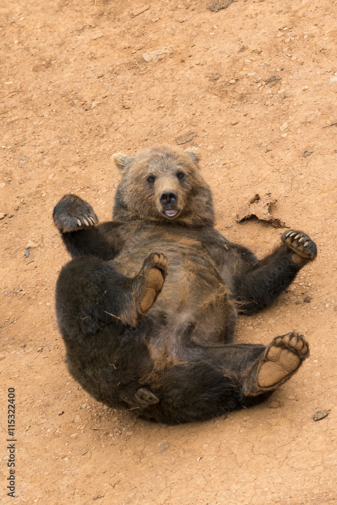 OSO GRACIOSO Stock Photo | Adobe Stock