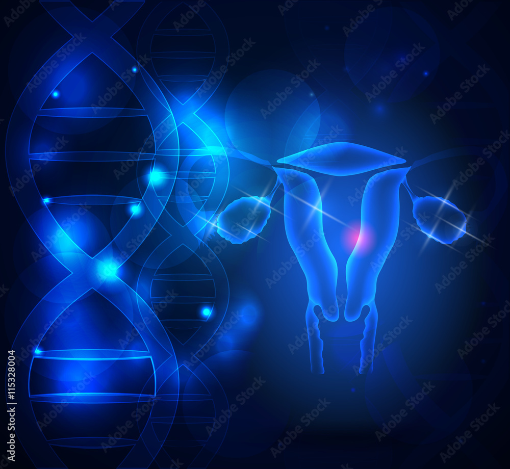 Female reproductive organs, ovaries and uterus on a blue scientific ...