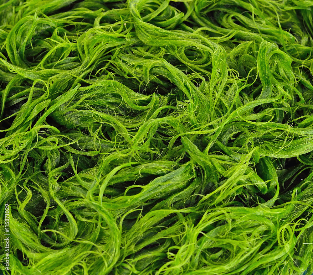 Spirogyra Algae