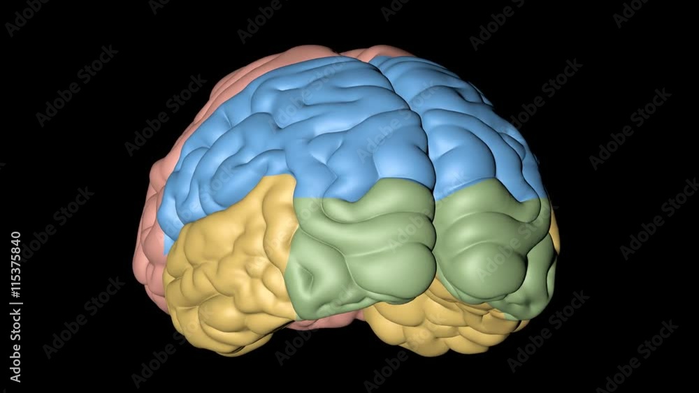Animation of principal parts of a human brain represented for colours ...