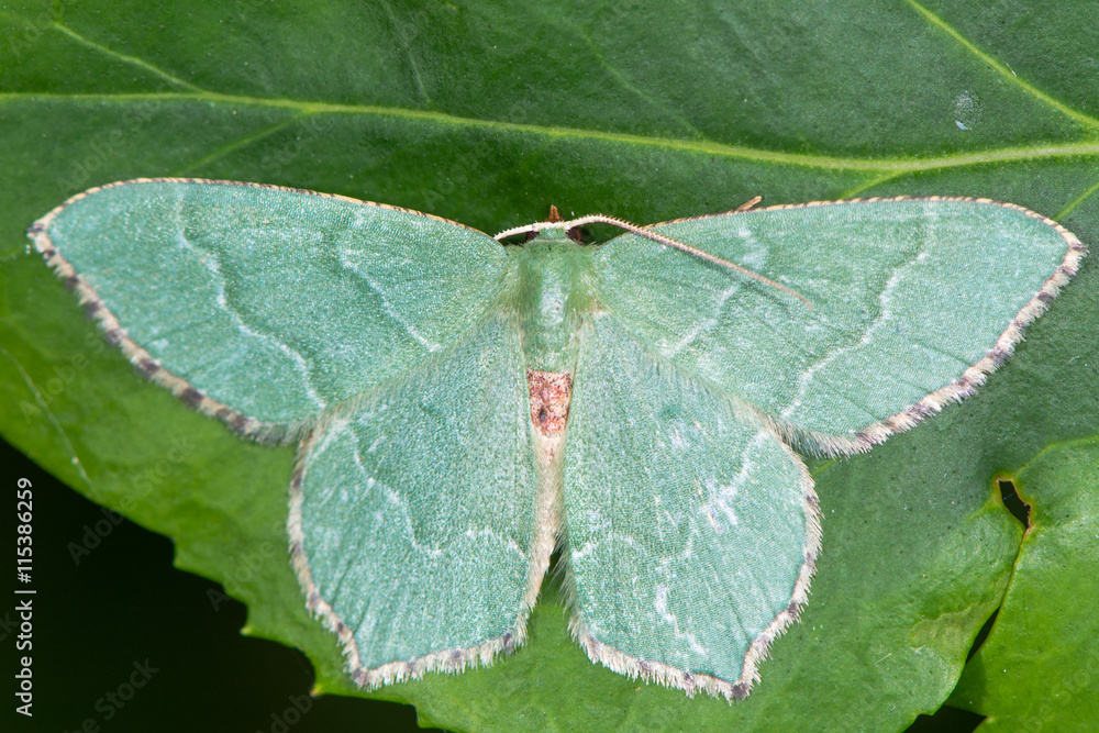 Common emerald moth (Hemithea aestivaria) at rest on leaf. Camouflaged ...