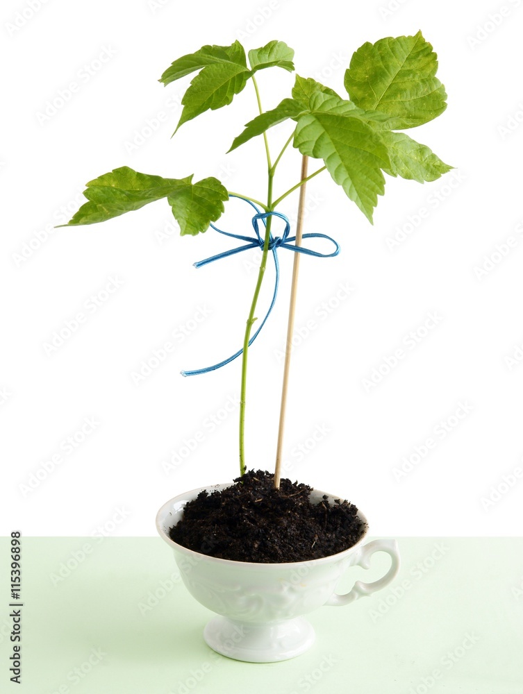 growing seedling of Box elder tree Stock Photo | Adobe Stock