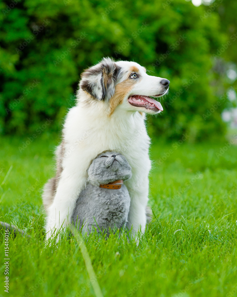 Australian shepherd puppy and cat sitting together on the green grass ...