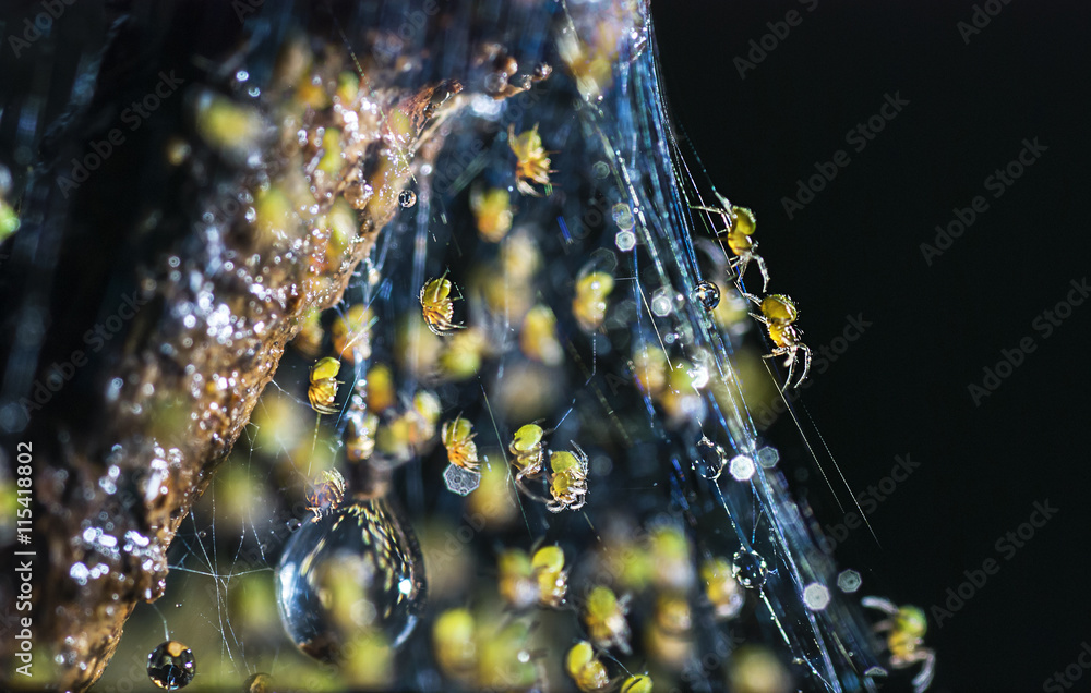 A bunch of baby Spiders hatching on nest Stock Photo | Adobe Stock