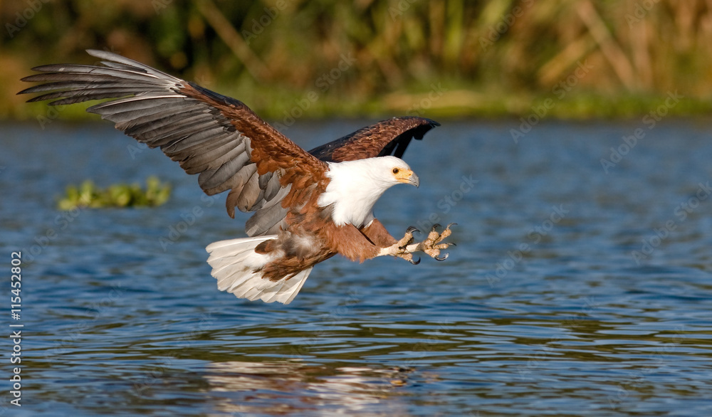 fish eagle flying low over the water of Lake Naivasha and claws ...