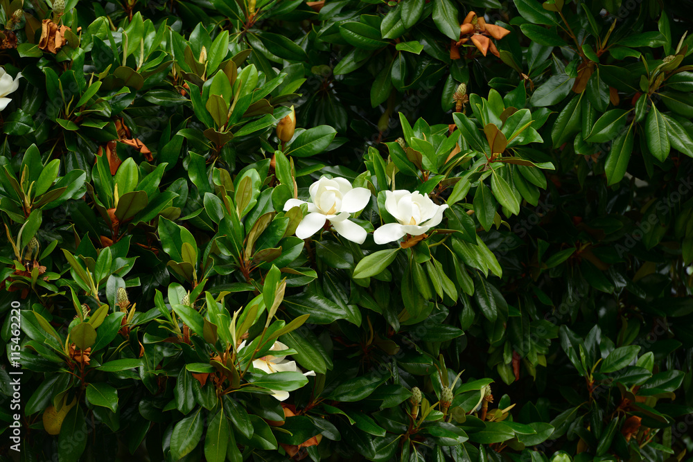 Flower, fruits and foliage of Magnolia grandiflora (Southern magnolia ...