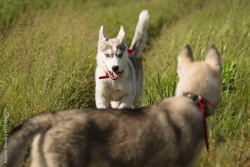 Siberian Husky playing on the grass in the field. The puppies and their ...