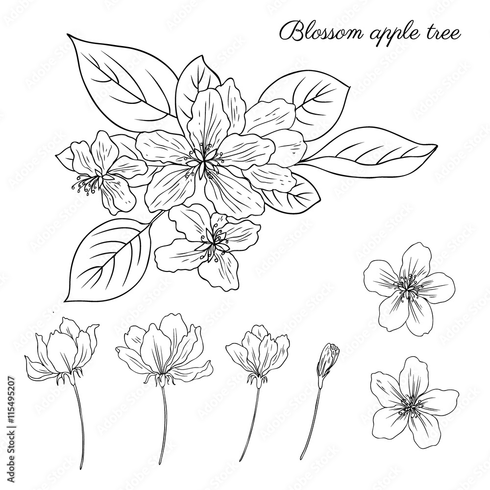 Apple Tree Blossoms Drawing