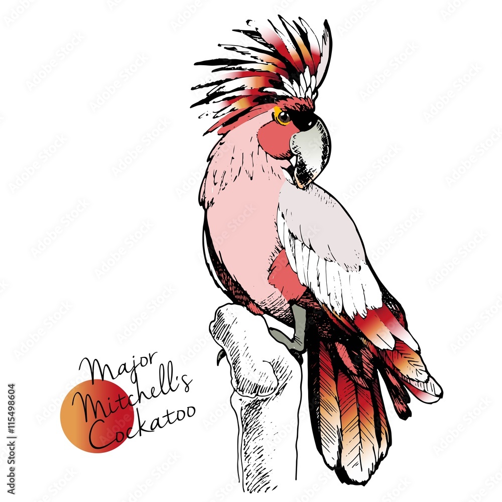 Major Mitchell Cockatoo Pet