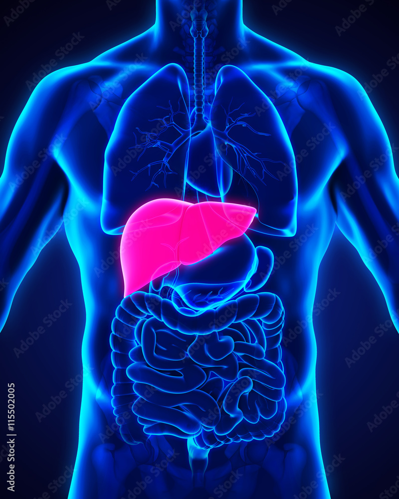 Human Liver Anatomy Stock Illustration | Adobe Stock