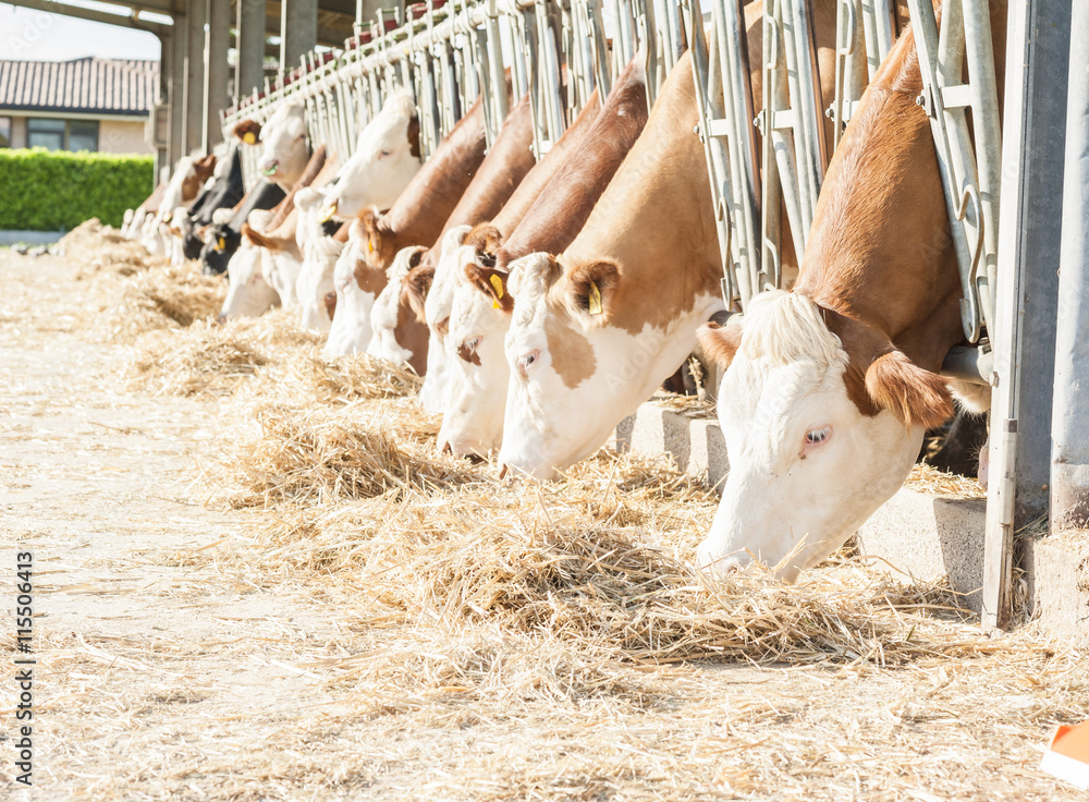 Cows eating hay in cowshed Stock Photo | Adobe Stock