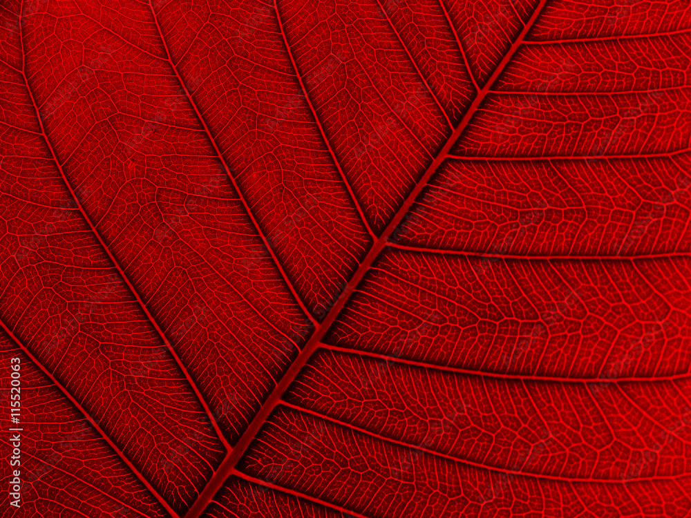 red leaf texture ( bodhi leaf) Stock Photo | Adobe Stock