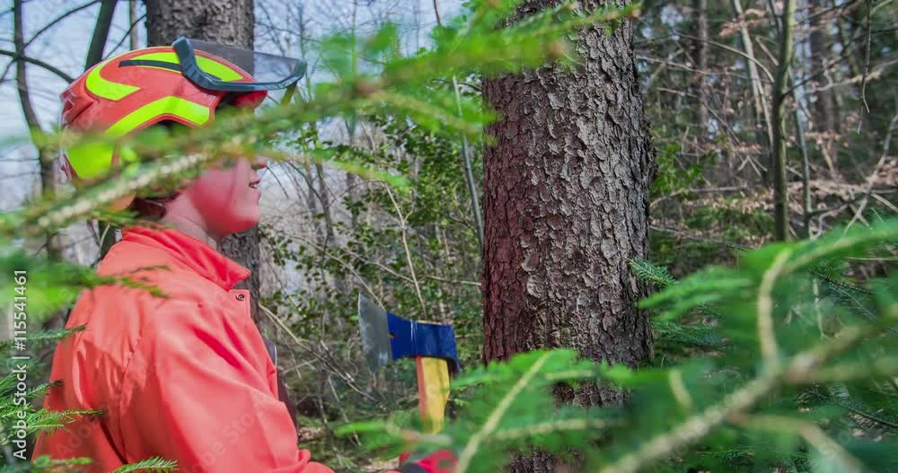 A young man is checking if the spruce tree is healthy and knocking on ...