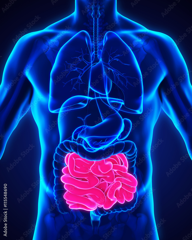 Human Small Intestine Anatomy Stock Illustration | Adobe Stock