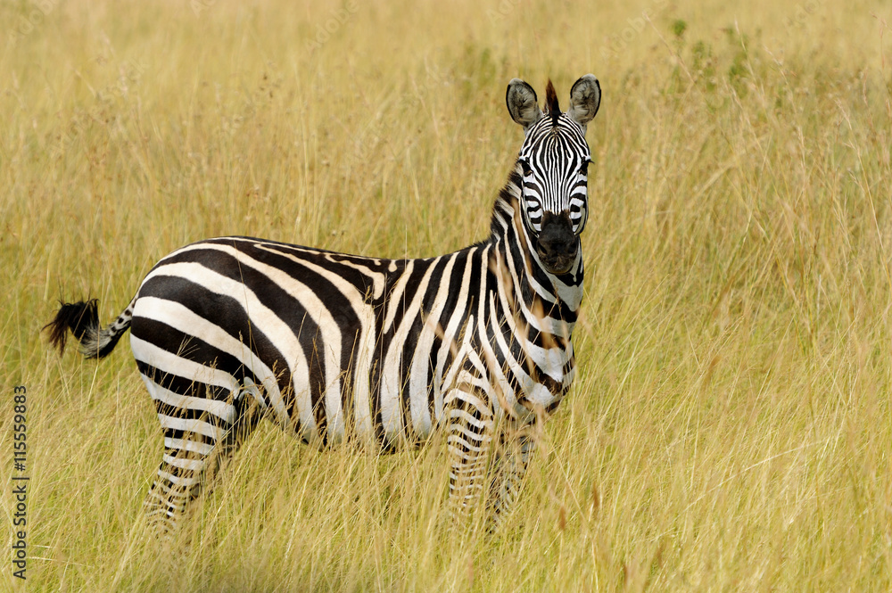 Zebra on grassland in Africa Stock Photo | Adobe Stock