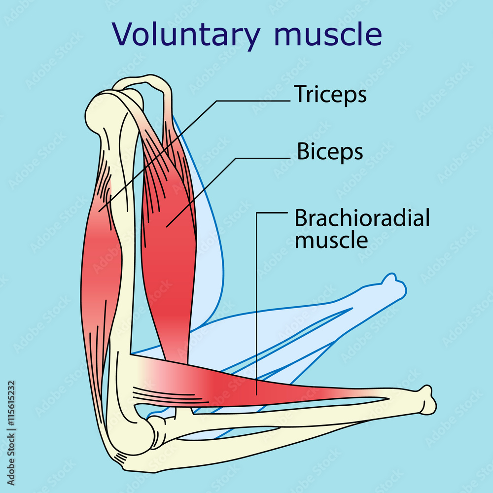 anatomy of the voluntary muscle Stock Vector | Adobe Stock
