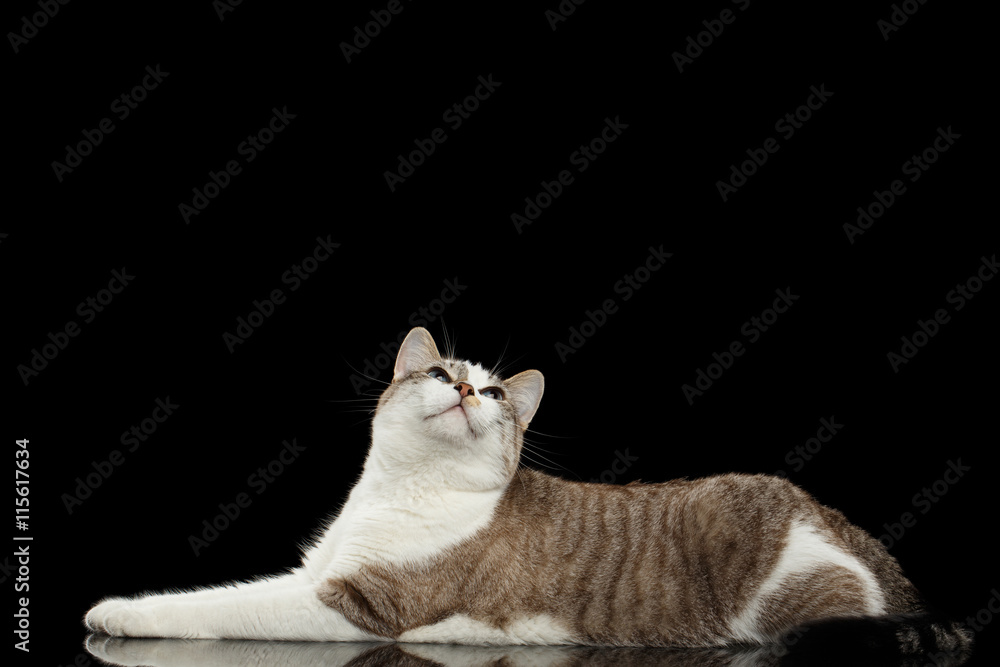 Cat Profile Looking Up