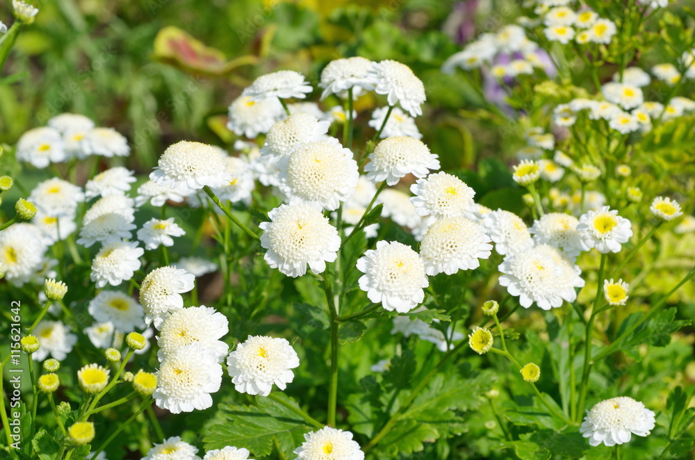 Small white chrysanthemum in the garden Stock Photo | Adobe Stock