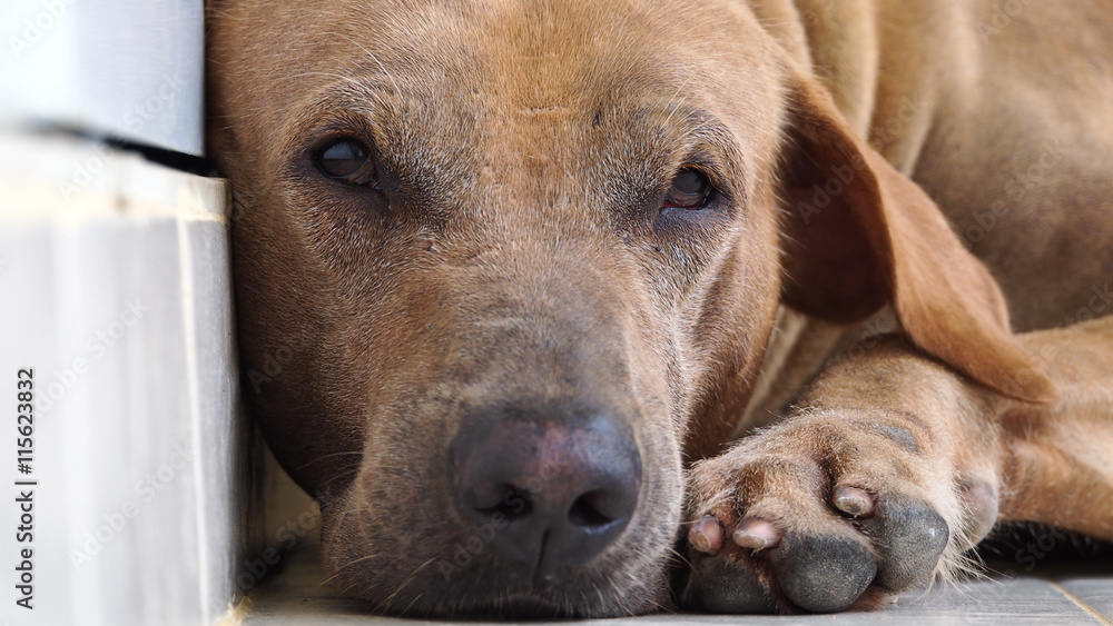 Brown Dog Crouching Stock Photo | Adobe Stock