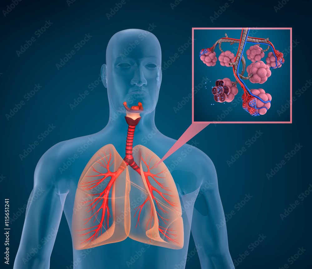Anatomy of human respiratory system - blood saturating by oxygen Stock ...