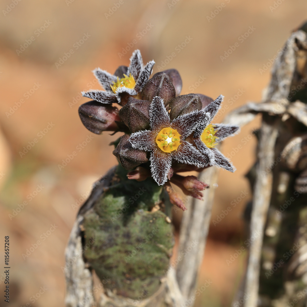 Caralluma (Apteranthes) burchardii in flower, a near endemic cactus ...