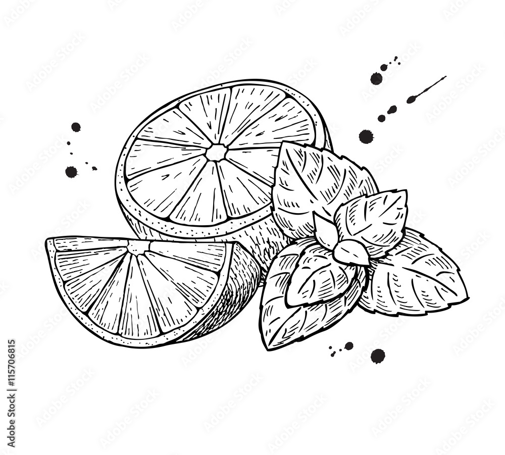 Vector lemons and mint. Isolated on white background. Hand drawn ...