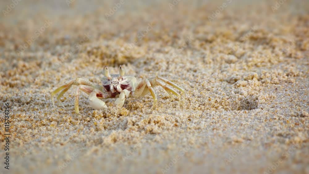 Cinemagraph of a tiny crab, sifting through coarse beach sand with his ...