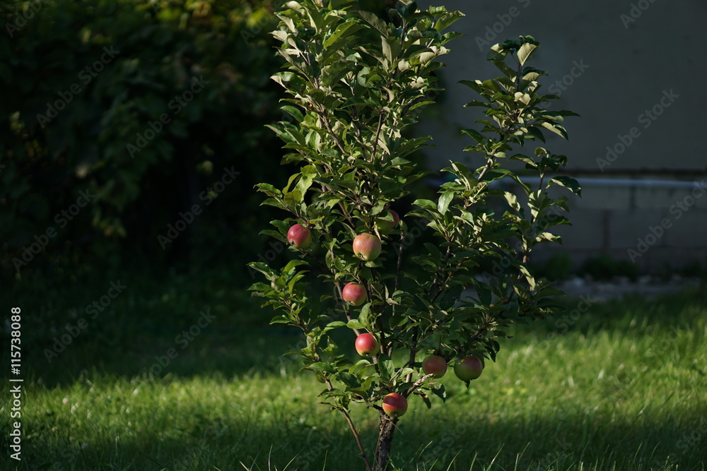 Apple tree is full of red ripe apples. Many of the fruits are lying ...