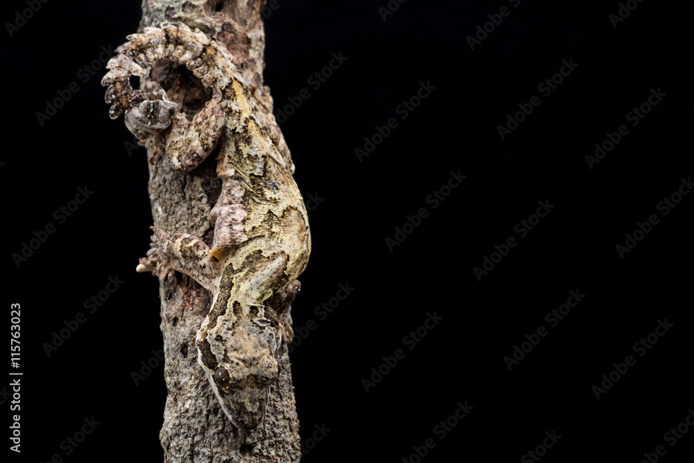 Burmese flying gecko(Ptychozoon lionotum),Hala - Bala rainforest Stock ...