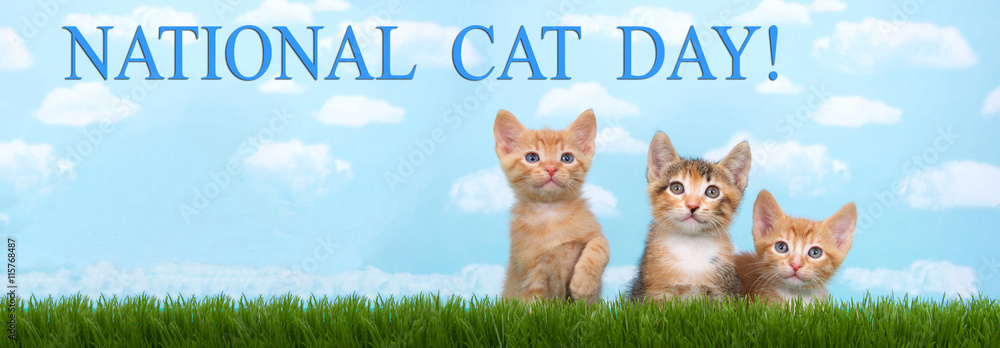 Three kittens in tall grass with blue sky background white fluff ...