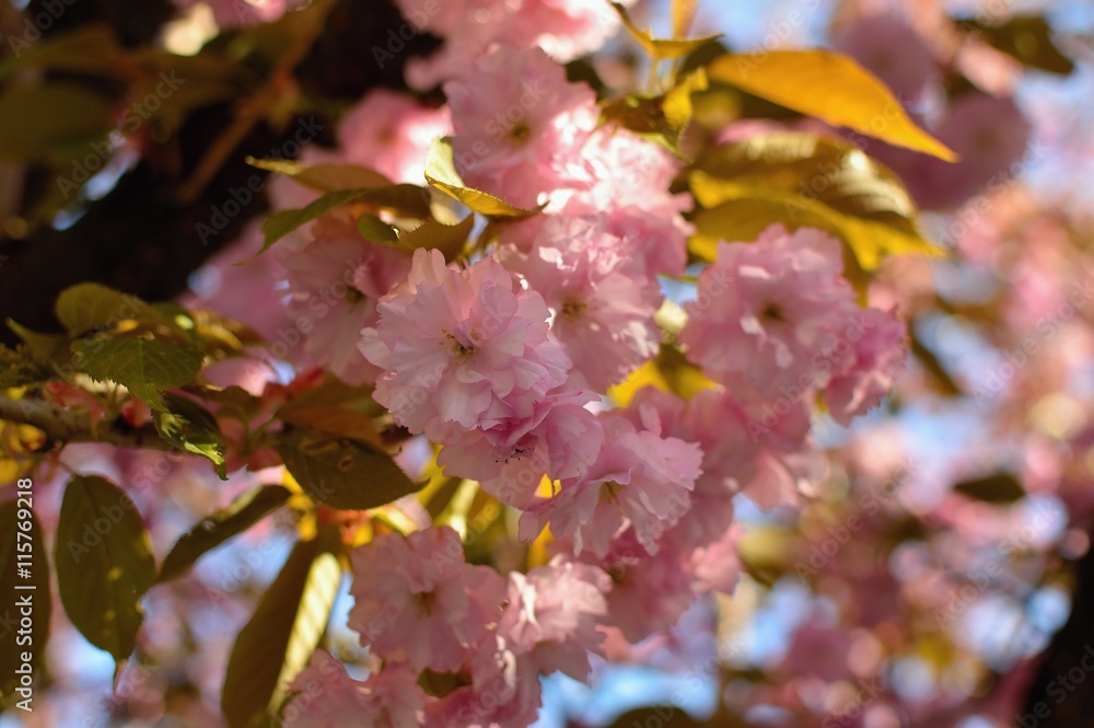 Beautiful pink cherry blossom tree in spring time Stock Photo | Adobe Stock