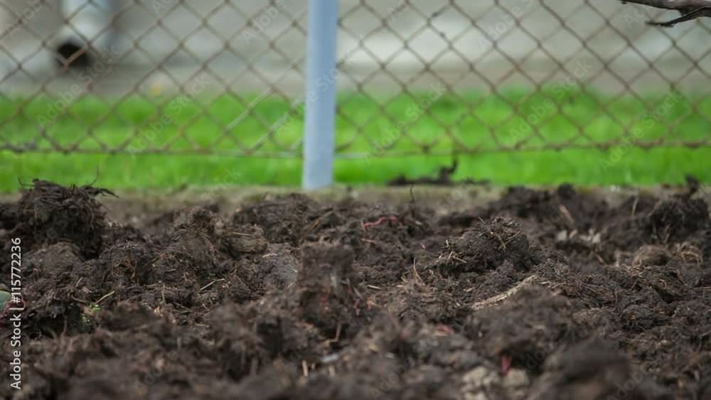 A farmer is spreading around the well-rotted manure using a garden fork ...