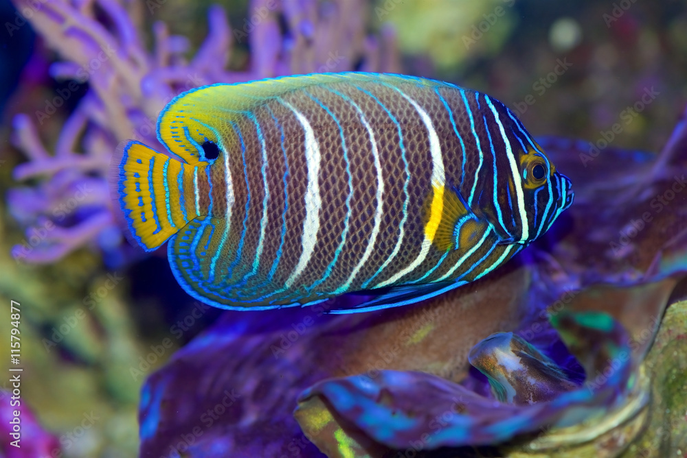 Emperor Angelfish Transformation