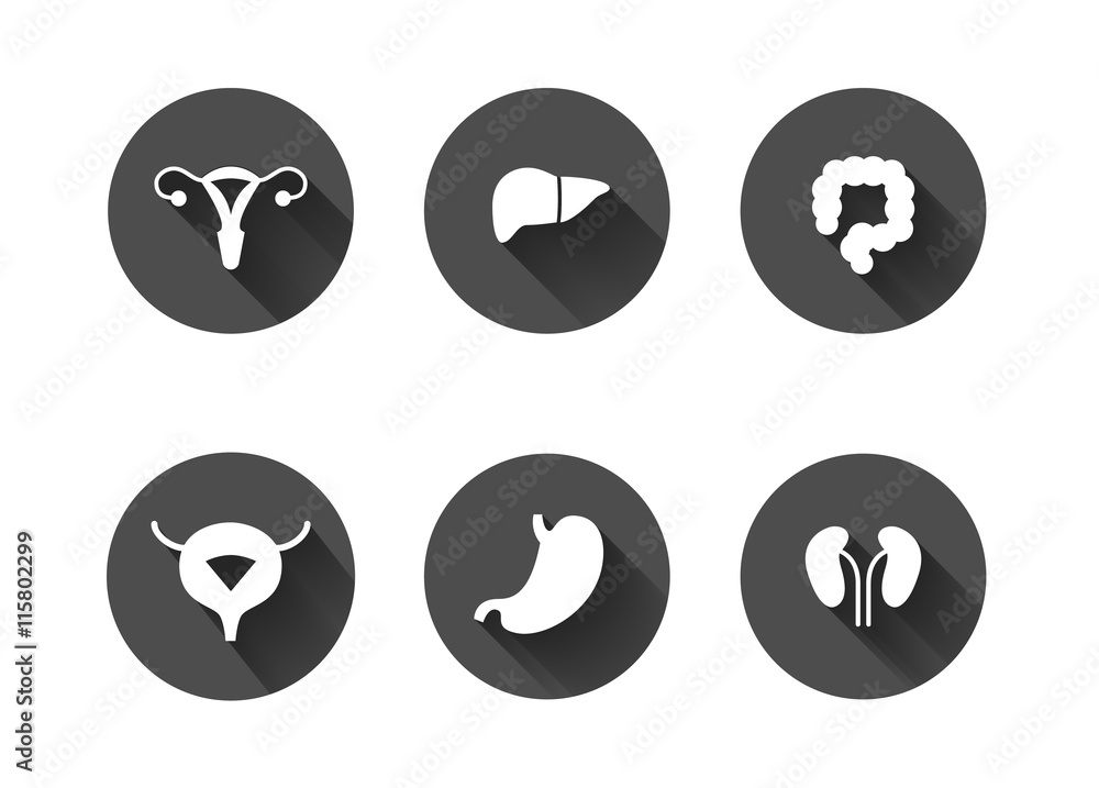 White long shadow human internal organs icons Stock Vector | Adobe Stock