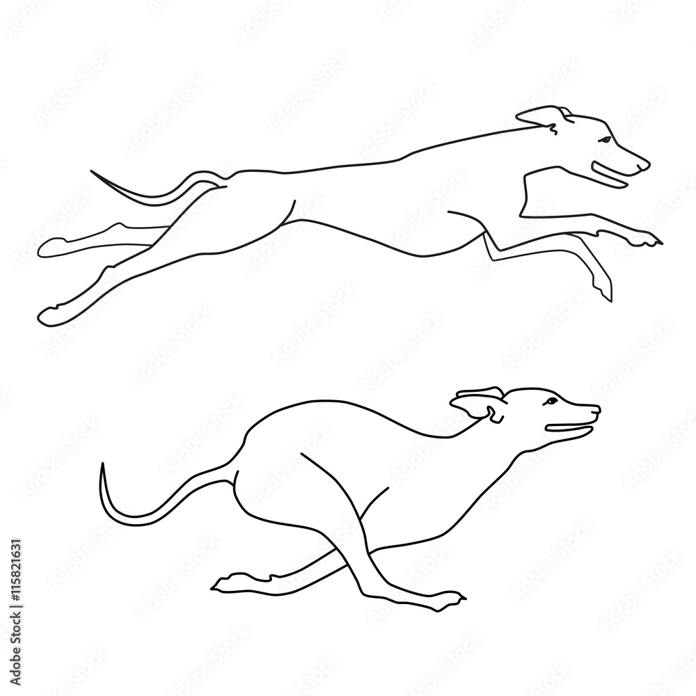Contour vector image of running dogs whippet breed, two poses Stock ...
