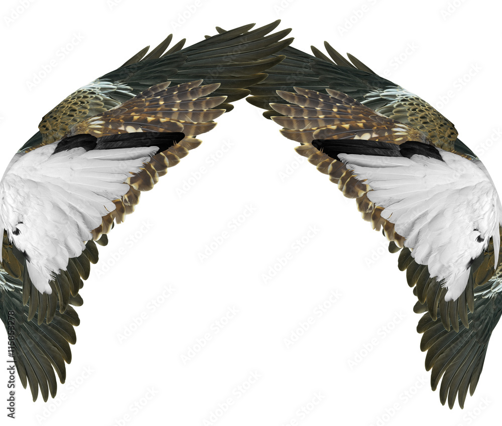 Wings isolated on white Stock Photo | Adobe Stock