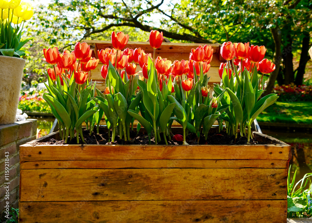 tulips in a box Stock Photo | Adobe Stock