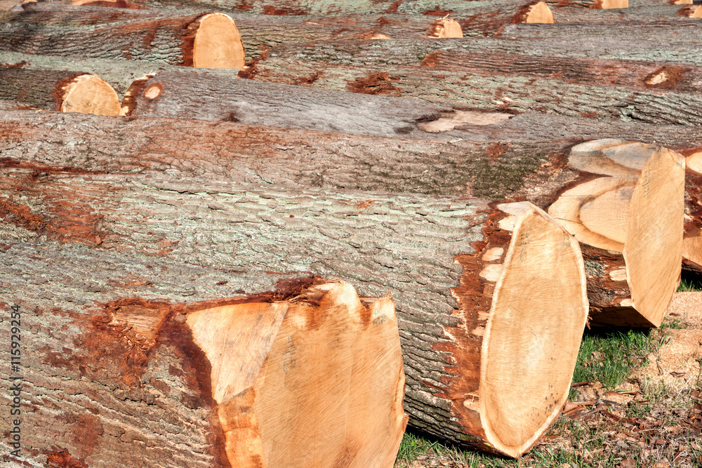 Holzstämme Baum Holz Stamm Stock-Foto | Adobe Stock