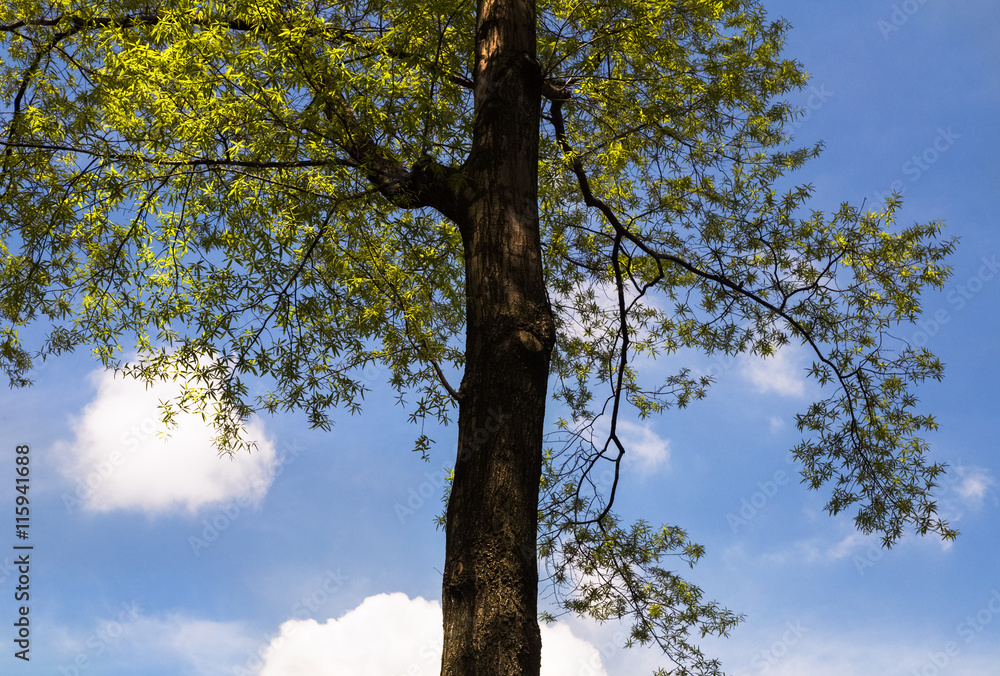 One tree,green leaves on sky,white clouds background Stock Photo ...