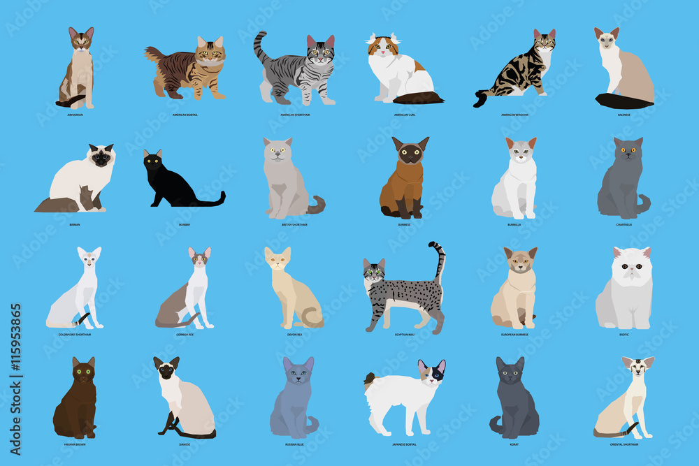 Set of cat breeds, vector illustration Stock Vector | Adobe Stock Set of cat breeds, vector illustration Stock Vector | Adobe Stock