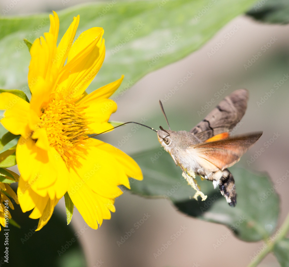 Sphingidae, known as bee Hawk-moth, enjoying the nectar of a yellow ...