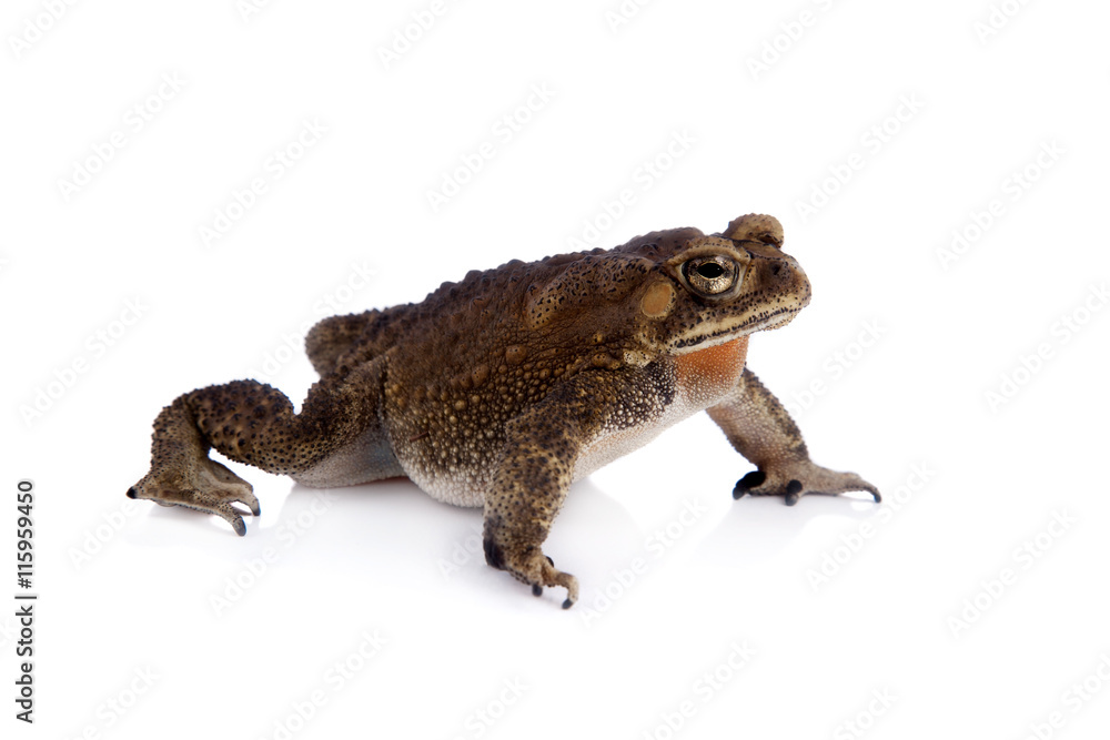 Asian common toad on white background Stock Photo | Adobe Stock