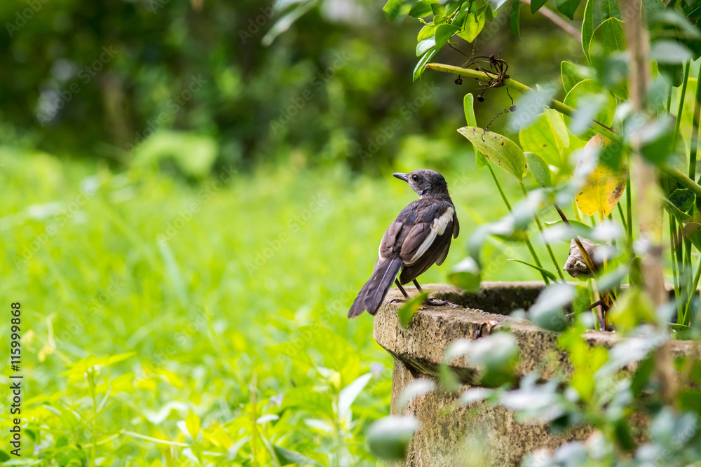 female Oriental Magpie-Robin Stock Photo | Adobe Stock