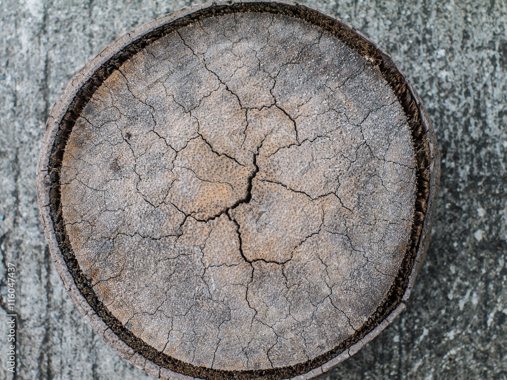 Cross section of log Stock Photo | Adobe Stock