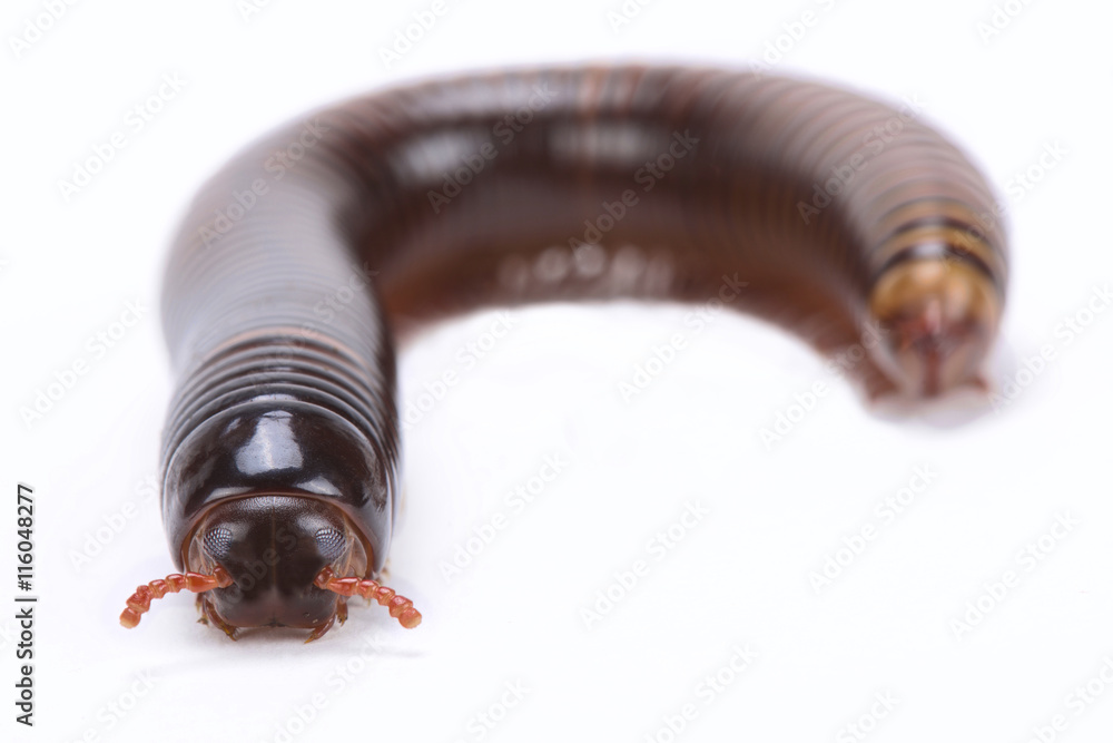 Chocolate millipede (Pelmatojulus ligulatus) Stock Photo | Adobe Stock