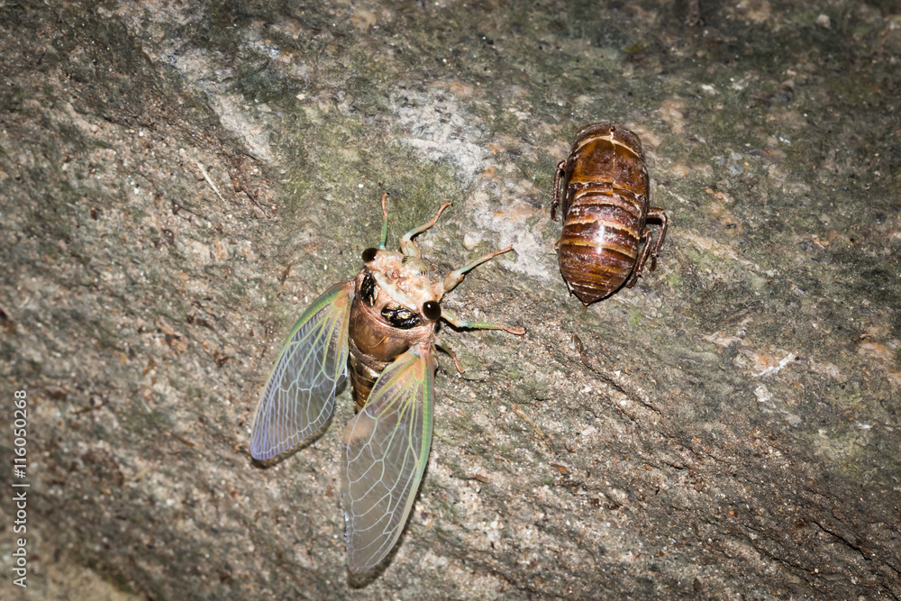 This is a photo of a cicada and cicada slough, was taken in XiaMen ...