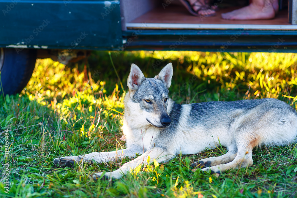 domesticated wolf dog resting relaxed on a meadow in shadow of caravan ...