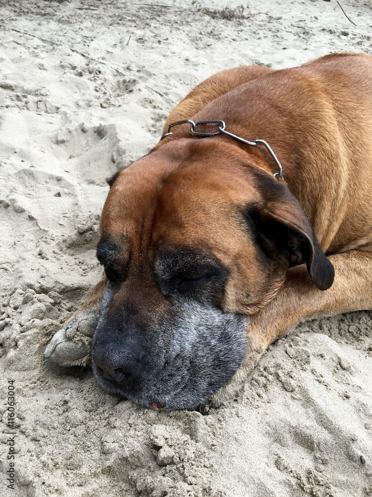 Boerboel, Burbull Stock-Foto | Adobe Stock